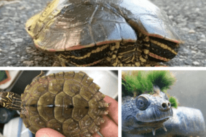 13 Map Turtle Shell Problems & How to Treat Them – The Turtle Hub
