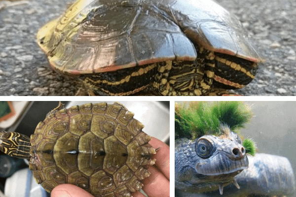 13 Map Turtle Shell Problems & How to Treat Them – The Turtle Hub