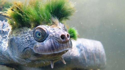 18 Must-Have Accessories for Your Turtle’s Tank: From Basking Platforms ...