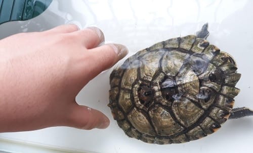 13 Map Turtle Shell Problems & How to Treat Them – The Turtle Hub