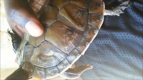13 Map Turtle Shell Problems & How to Treat Them – The Turtle Hub
