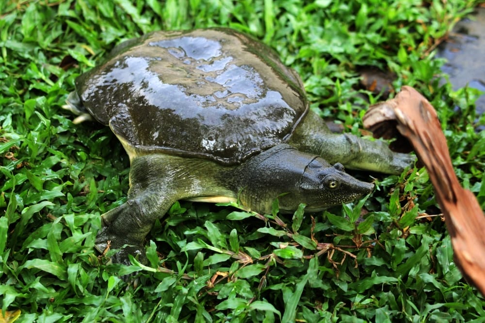 Ultimate Softshell Turtle Tank Setup—Beginners Always Get This Wrong ...