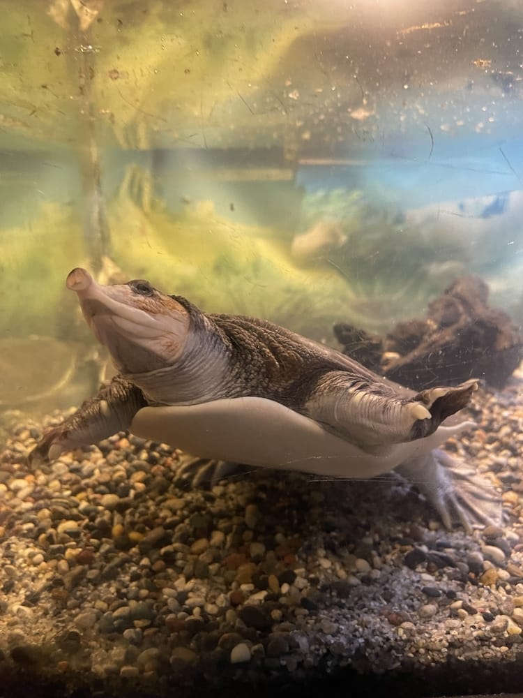 Ultimate Softshell Turtle Tank Setup—Beginners Always Get This Wrong ...