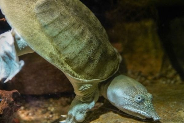 Softshell Turtle – The Turtle Hub