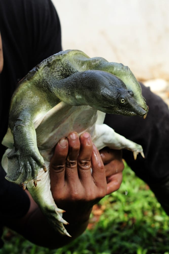 Ultimate Softshell Turtle Tank Setup—Beginners Always Get This Wrong ...