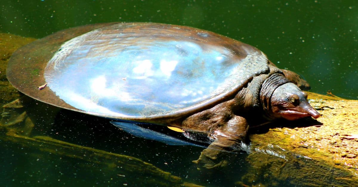 How To Take Care Of A Softshell Turtle? [Beginner’s Care Sheet] – The ...