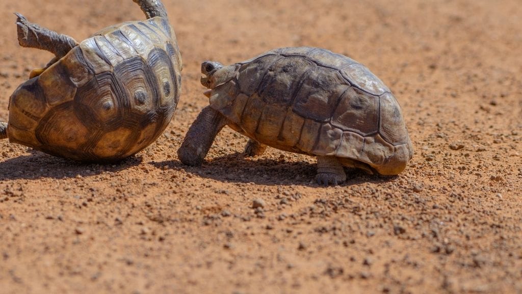 Do Turtles Bully Each Other? – The Turtle Hub