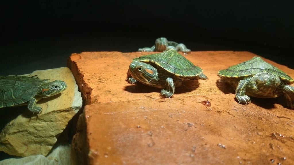 Do Turtles Shed Skin? Meaning Explained – The Turtle Hub