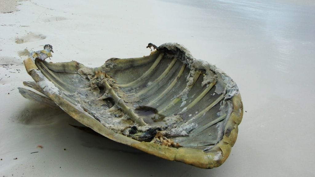 Turtle Shell Rot Vs Shedding: How To Differentiate Them? – The Turtle Hub