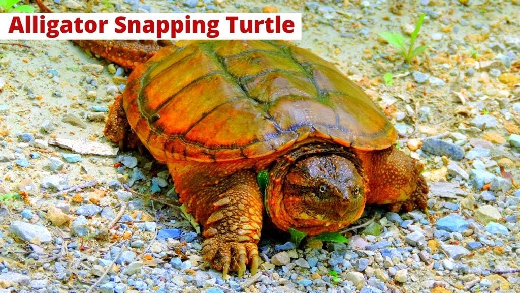 Turtle Taxonomy Explained In Layman’s Terms – The Turtle Hub