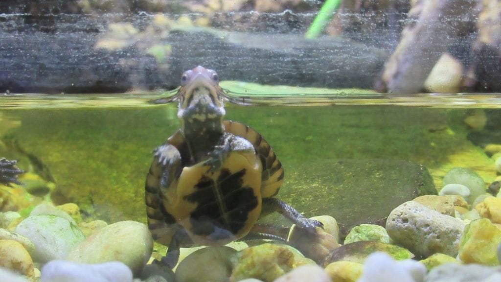 Dead Turtle In Tank? Here’s What To Do – The Turtle Hub