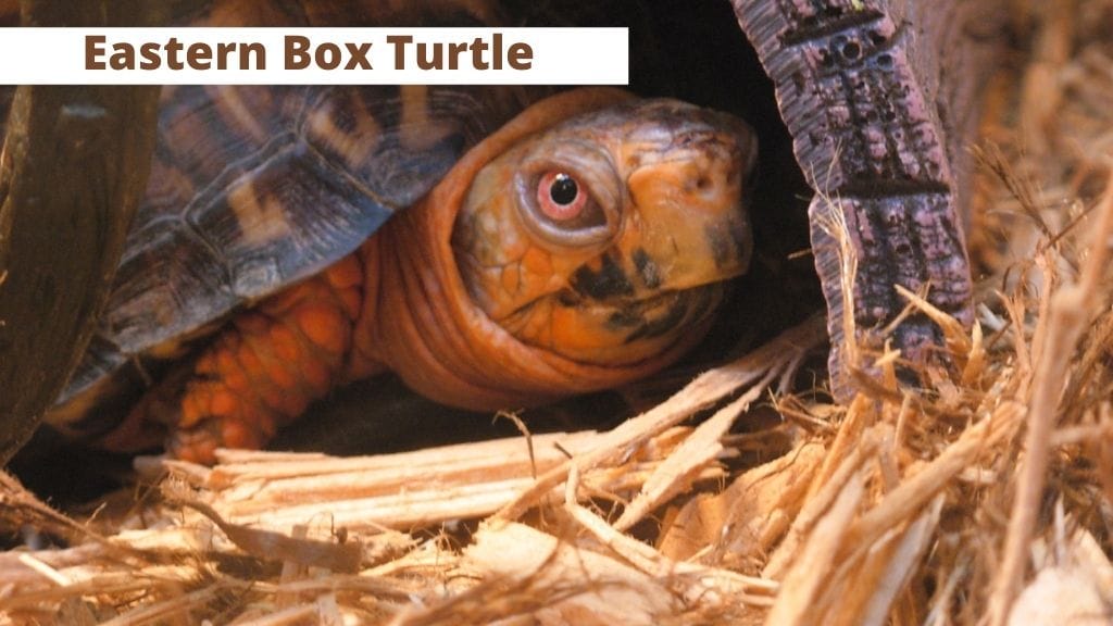 What Colors Turtles Come With? [Striking Pictures] – The Turtle Hub