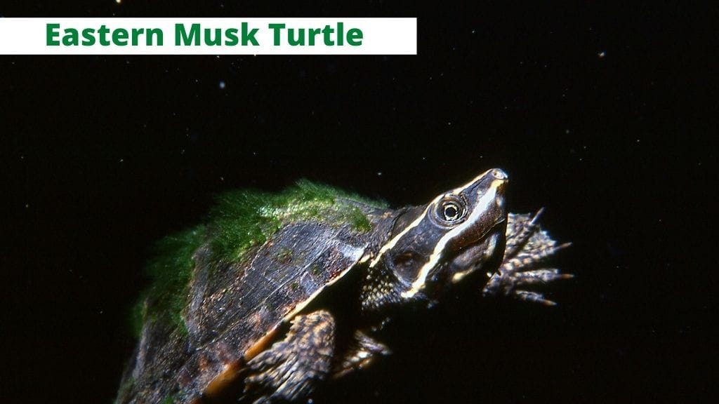 Sternotherus odoratus (eastern musk turtle) – The Turtle Hub