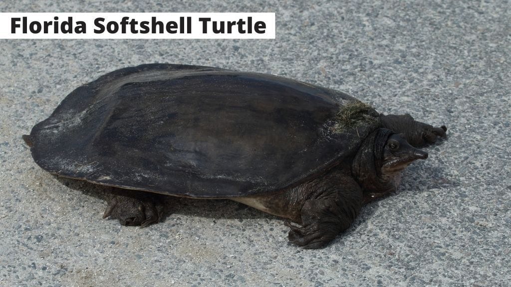 How To Identify Turtles? [Different Turtle Species Identification Guide ...