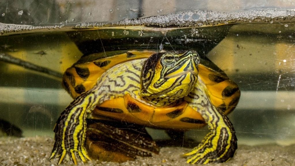 Can Turtles Drown or Not? What Every Owner Should Know – The Turtle Hub