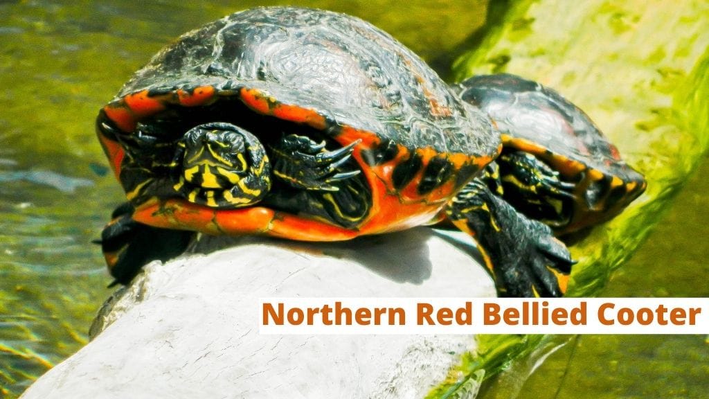 How To Identify Turtles? [Different Turtle Species Identification Guide ...