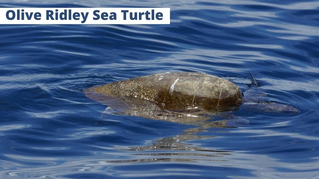 Lepidochelys olivacea (Olive Ridley Sea Turtle) – The Turtle Hub