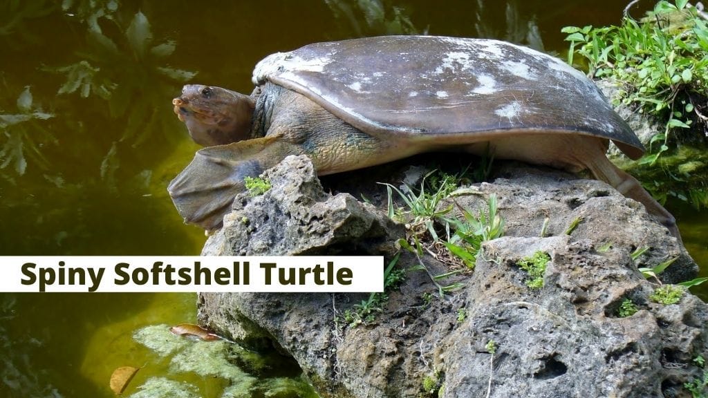 How To Take Care Of A Softshell Turtle? [Beginner’s Care Sheet] – The ...