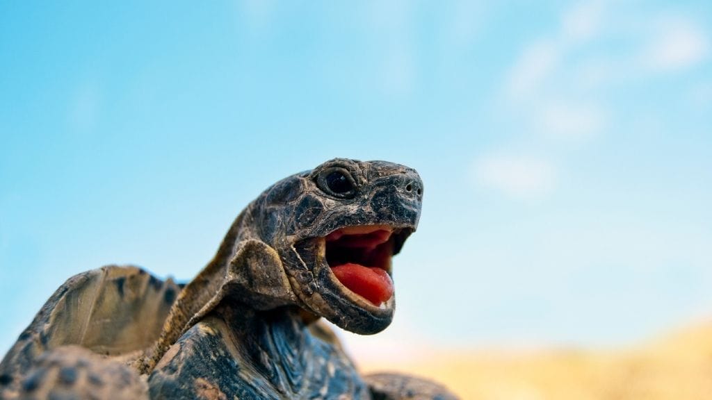 What Do Different Turtle Sounds Mean? – The Turtle Hub