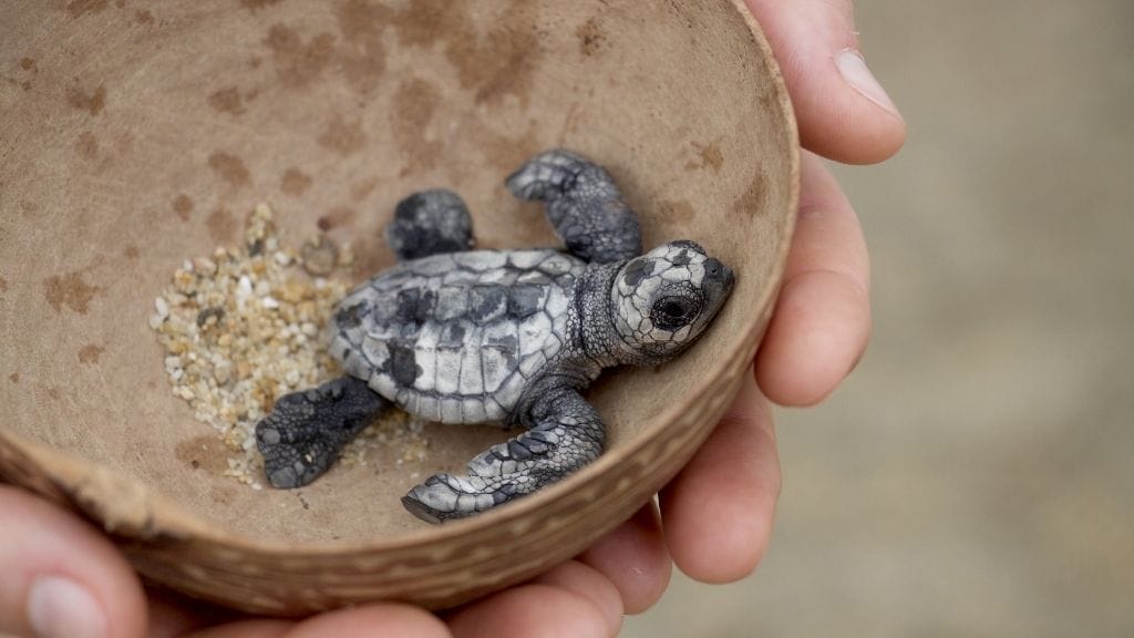 How To Adopt & Rescue Turtles? – The Turtle Hub