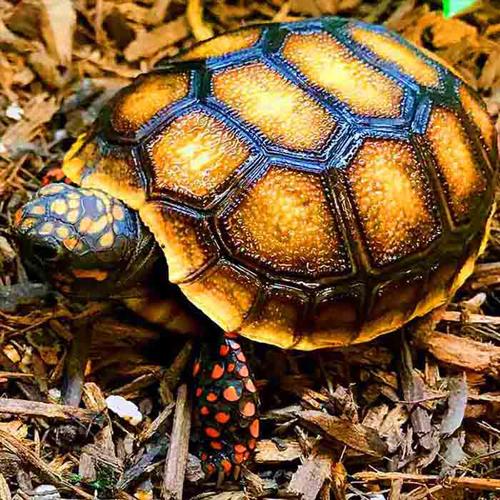 Keeping Red-Footed Tortoises Happy and Healthy: Your Go-To Care Guide ...