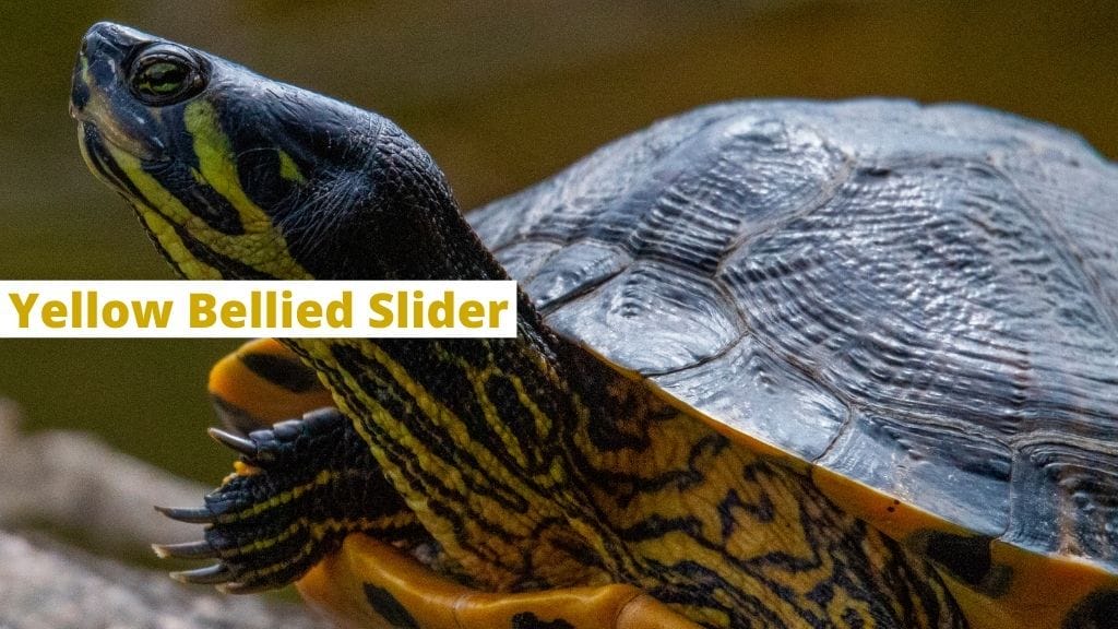 How To Identify Turtles? [Different Turtle Species Identification Guide ...