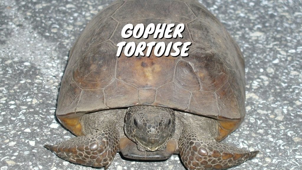 Gopherus polyphemus (Gopher Tortoise) – The Turtle Hub