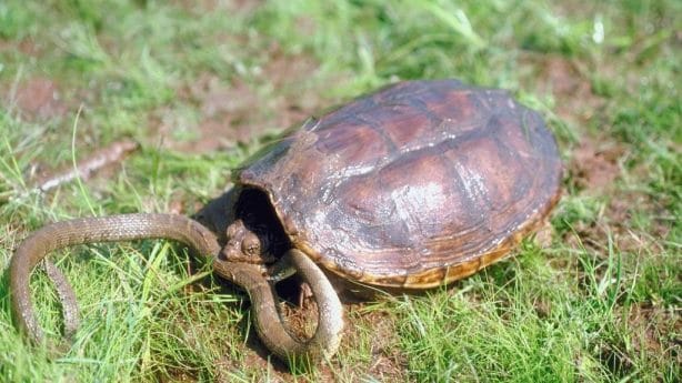 What Are The Defense Mechanisms Of Turtles? – The Turtle Hub