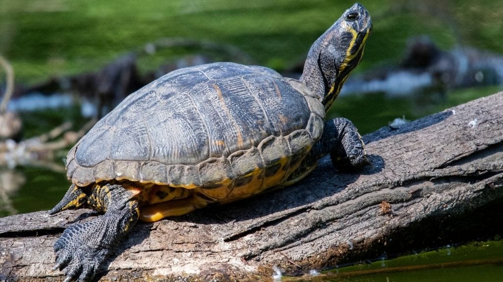 How To Take Care Of Yellow Bellied Slider? [Diet, Diseases, Care Sheet ...