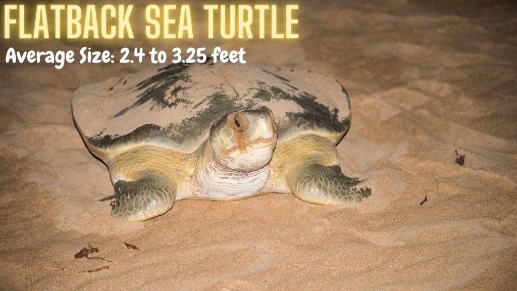 Which Sea Turtles Are Endangered? [7 Comprehensive List] – The Turtle Hub