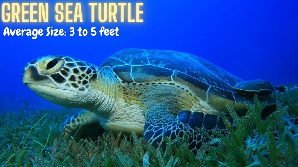Which Sea Turtles Are Endangered? [7 Comprehensive List] – The Turtle Hub