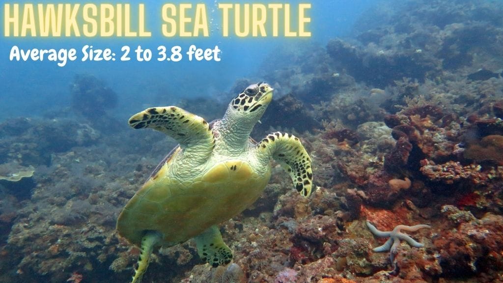 42 Prominent Turtle Species Of The World You’ve Probably Never Heard Of ...