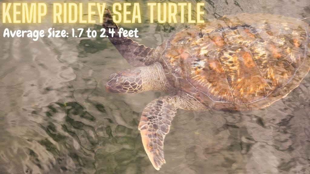 Lepidochelys kempii (Kemp’s Ridley Sea Turtle) – The Turtle Hub
