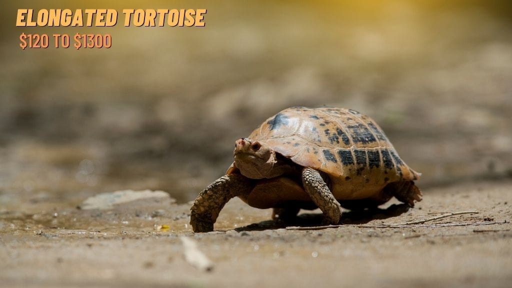 How Much does a tortoise cost? [Shell Shocked] – The Turtle Hub
