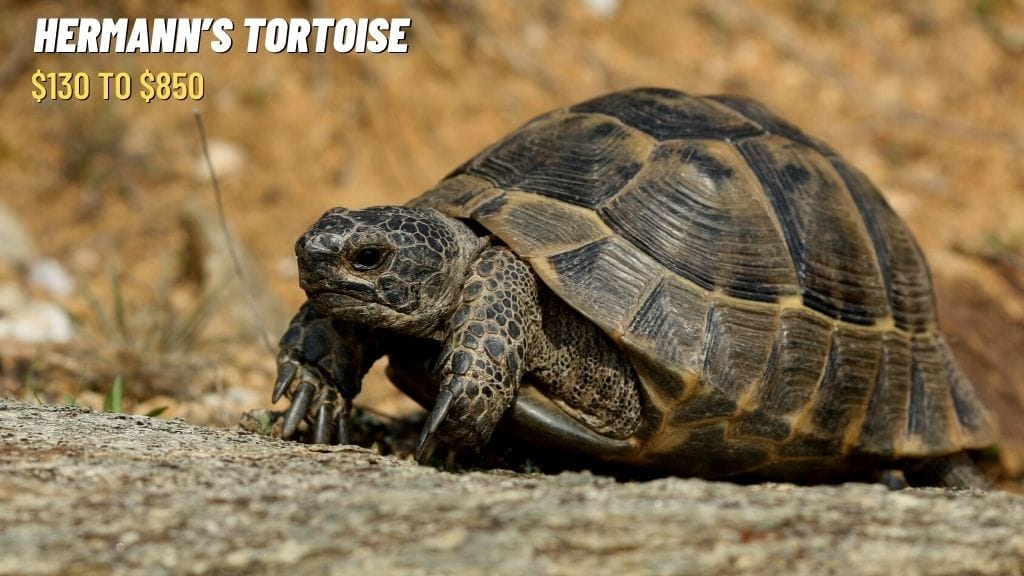 How Much does a tortoise cost? [Shell Shocked] – The Turtle Hub