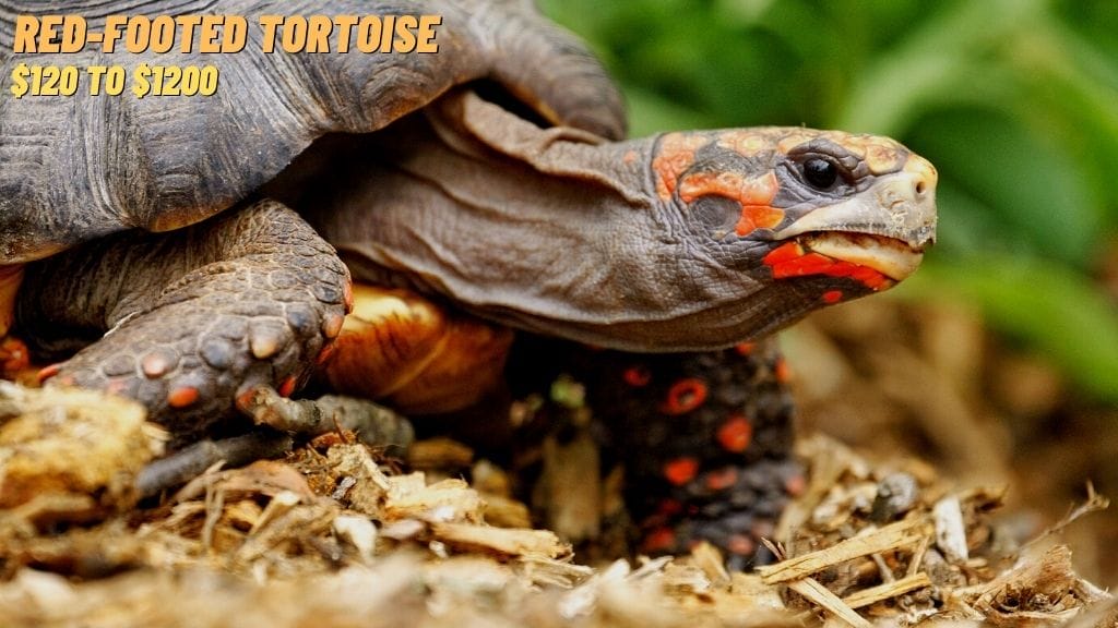 Keeping Red-Footed Tortoises Happy and Healthy: Your Go-To Care Guide ...