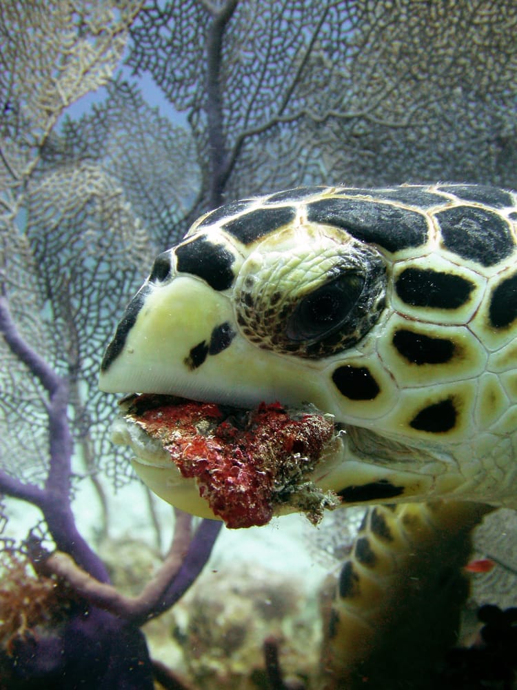 7 Surprising Foods Sea Turtles Can’t Resist – The Turtle Hub