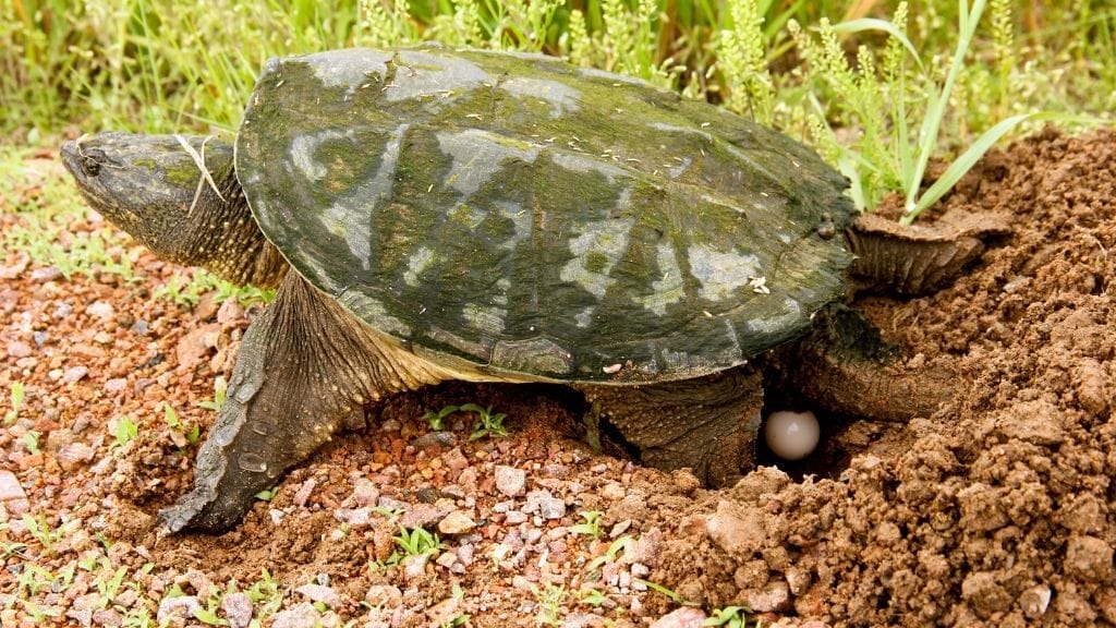 Do Turtles Lay Eggs In Water? – The Turtle Hub