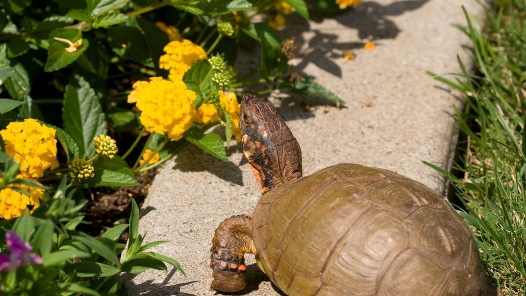 What Vegetables Can Box Turtles Eat? [Safe & Unsafe List] – The Turtle Hub