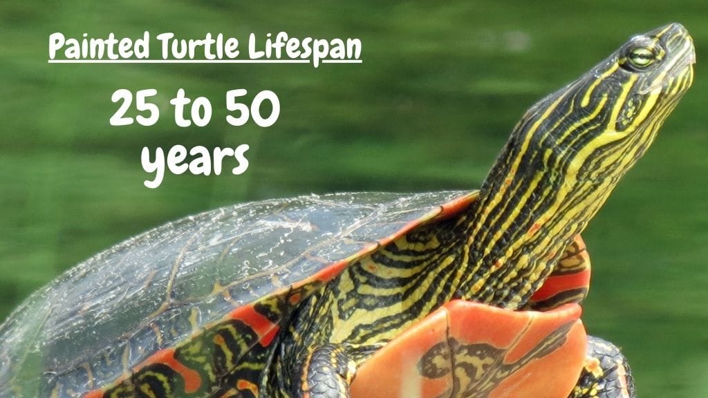 Painted Turtle Lifespan: How Long Painted Turtles Live? – The Turtle Hub