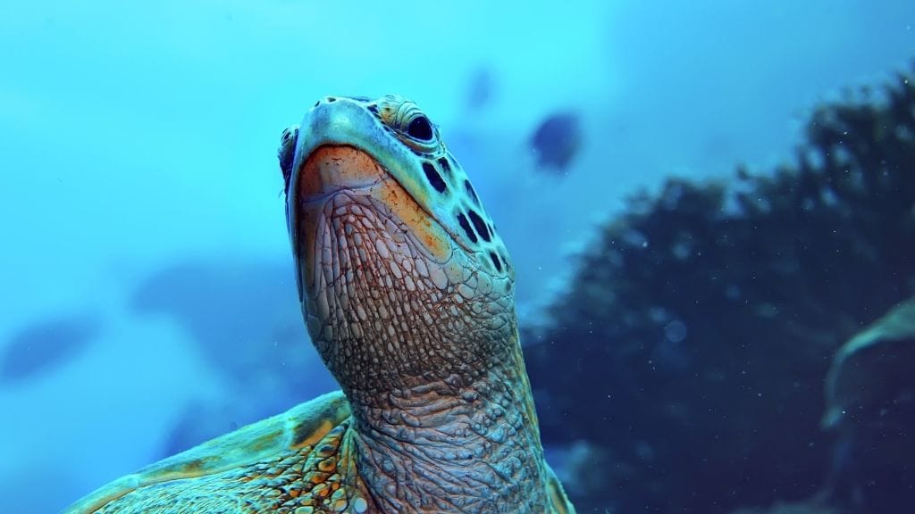 The Fascinating Life Cycle of a Sea Turtle (With Infographic) – The ...