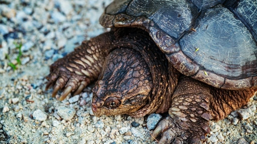 Snapping Turtle Diet: Top Foods You Didn’t Know They Crave! – The ...