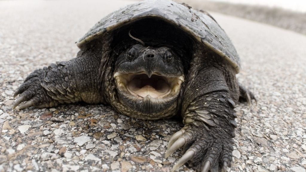 Are Snapping Turtles Dangerous? [Facts You Must Know] – The Turtle Hub