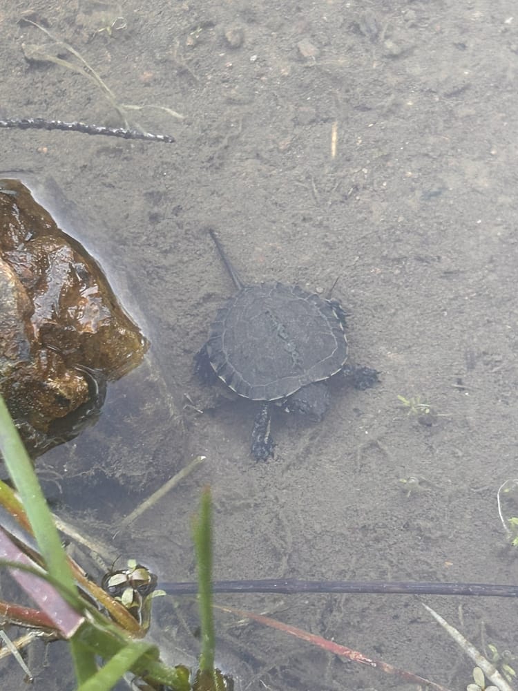 How to Build the Ultimate Outdoor Tortoise Habitat with a Gorgeous Pond ...