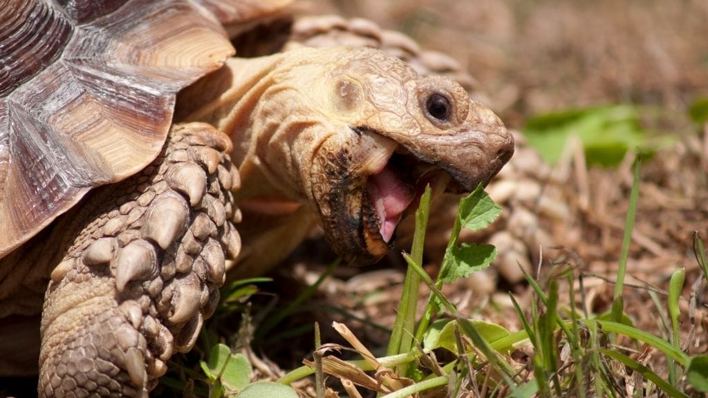 How To Grow Grass In Home For Your Tortoise? – The Turtle Hub