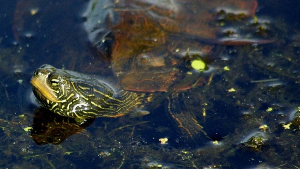 The Ultimate Guide to Determining a Turtle’s Gender [For Beginners ...