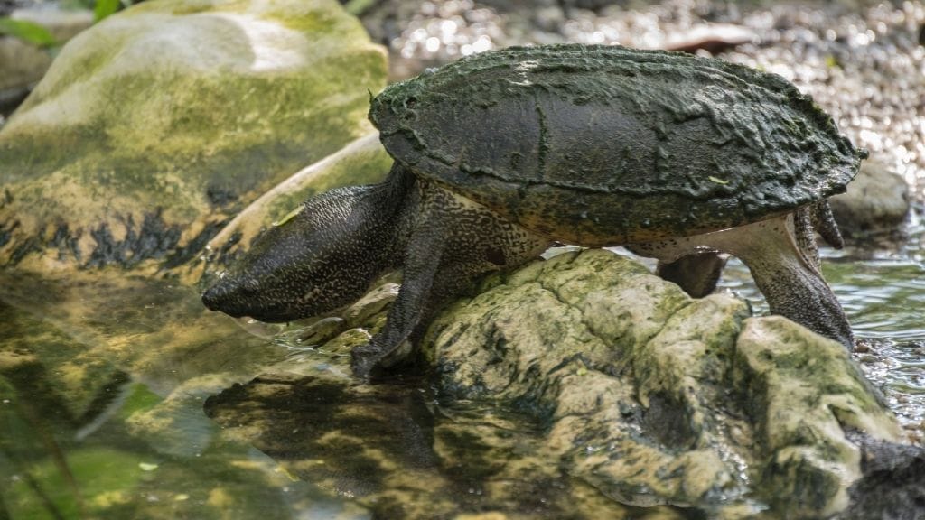 Baby Turtle Feeding Guide and Food List You Can Trust – The Turtle Hub