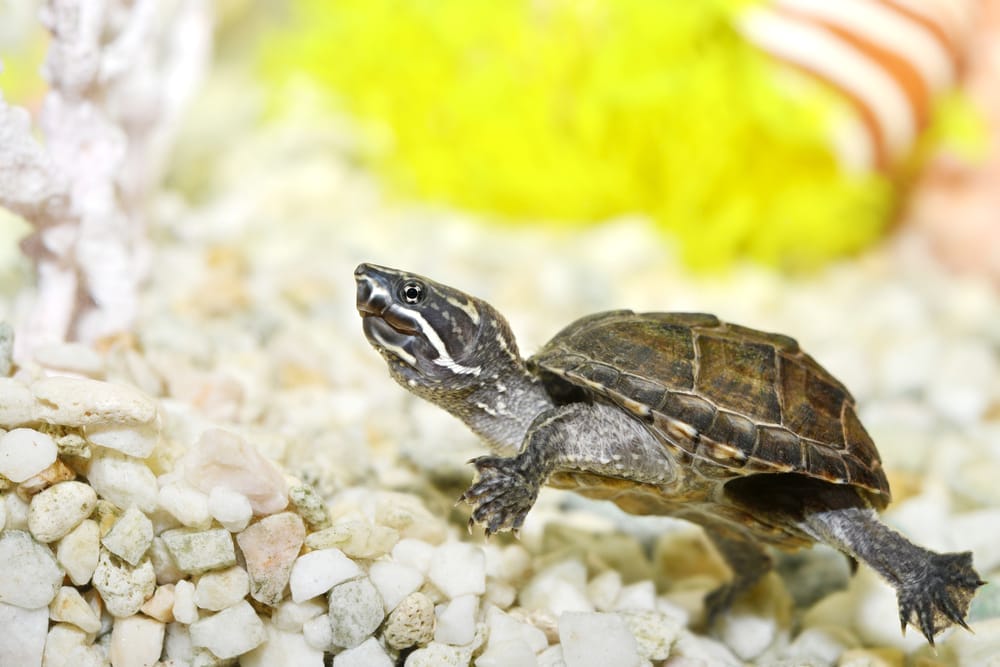 Feeding Your Musk Turtle: Essential Diet Tips Every Beginner Should ...
