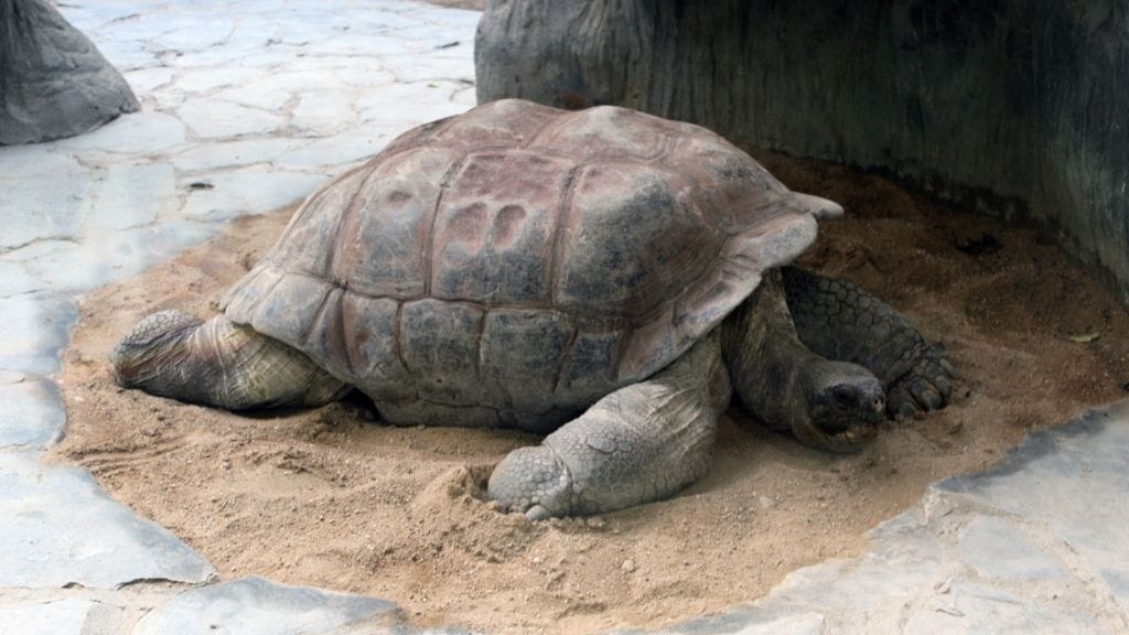 Tortoise Sleeping Guide: Duration, Habits & Patterns – The Turtle Hub