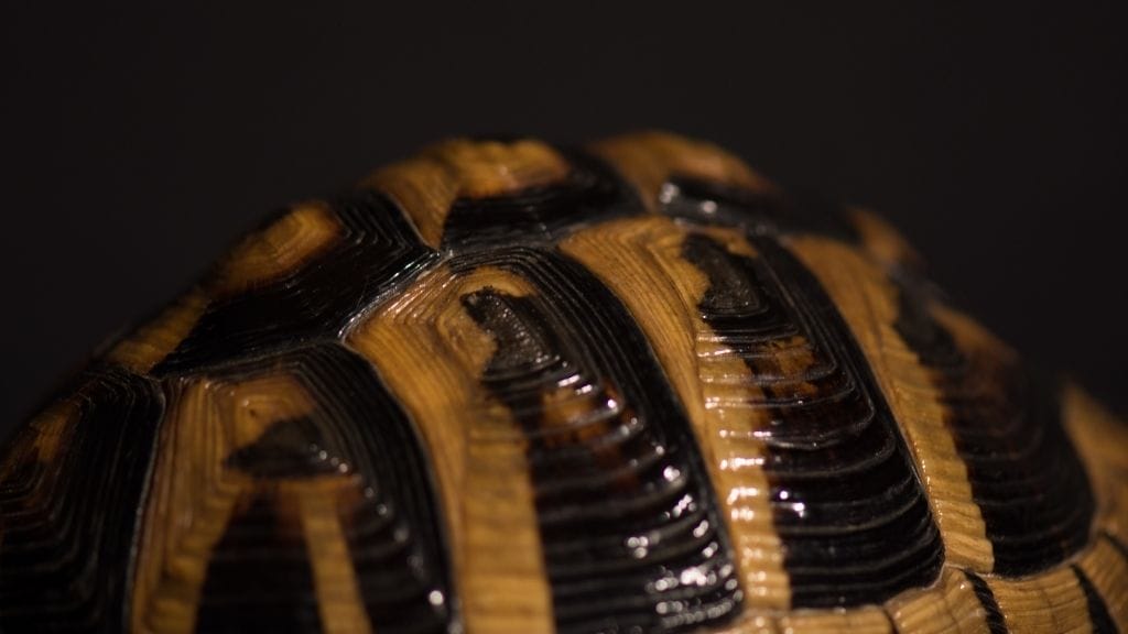 10 Surprising Facts About Turtle Shell Patterns You Never Knew – The ...